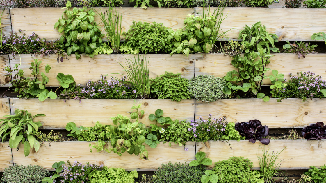 Top 5 des plantes comestibles incontournables pour les balcons et ...